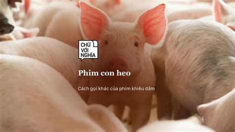 Vì sao gọi phim con heo chứ không phải con khác Vietcetera