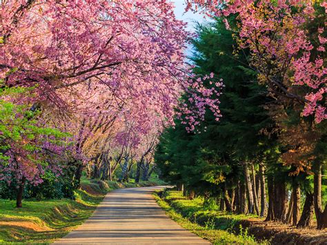 Haut 54 images fond d écran printemps fr thptnganamst edu vn