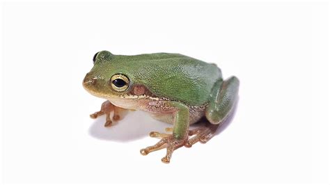 Baby Green Tree Frog YouTube