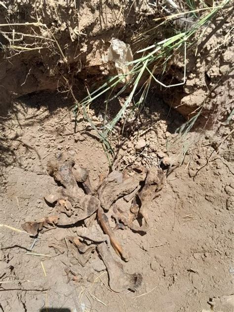 Se elevaría a 50 cuerpos encontrados en fosas clandestinas de Reynosa