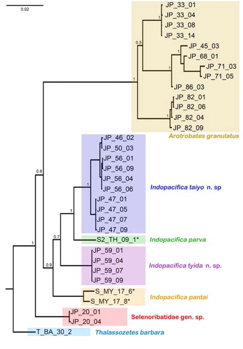 bayesian inference tree based on concatenated data coi and 18s download scientific diagram