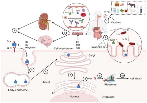 Toxins Free Full Text Diagnosis And Treatment For Shiga Toxin