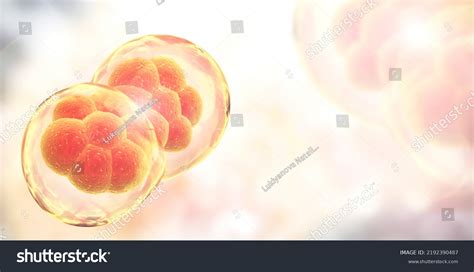 Cell Division Stages Mitosis Cellular Therapy Stock Illustration