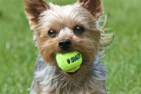 Cómo Educar a un Cachorro de Yorkshire para que No Muerda