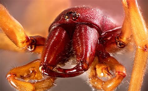 Spider Arachnid Arthropod Free Photo On Pixabay