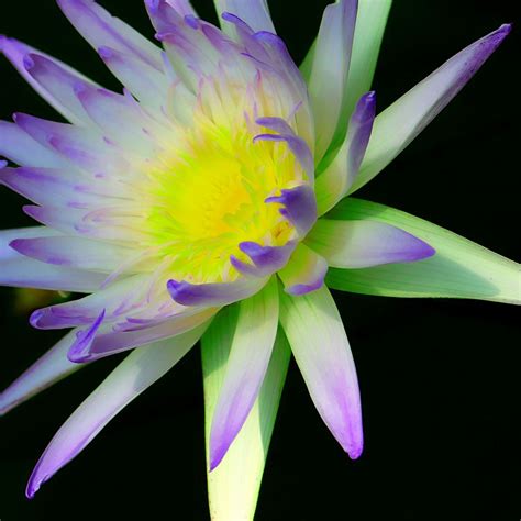 花のかたち GANREF