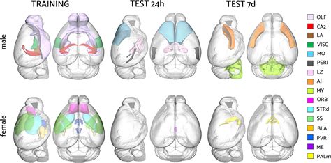 Brain Wide Neuron Quantification Toolkit Reveals Strong Sexual
