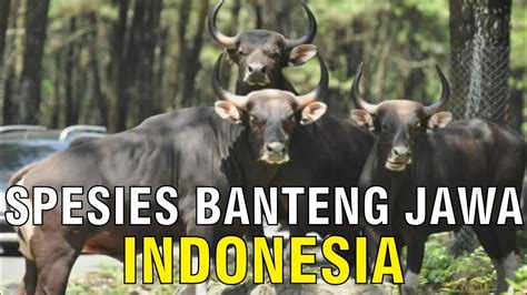 Populasi Banteng Jawa Indonesia Di Taman Margasatwa Ragunan YouTube