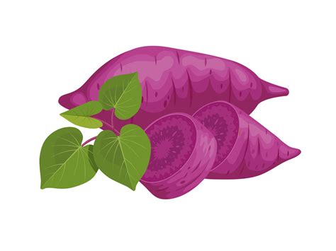 Vector Illustration Purple Sweet Potato With Leaves And Slices