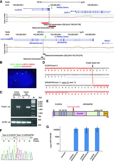 recurrent cldn18 arhgap26 inframe fusions in gc a refseq gene track download scientific