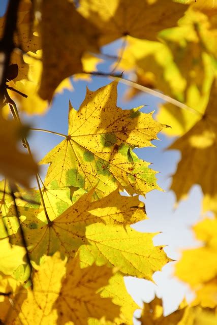 Maple Daun Daun Jatuh Foto Gratis Di Pixabay Pixabay