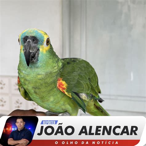 João Alencar O olho da notícia