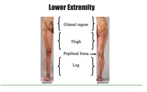 Clinical Anatomy Exam Lower Extremity I Lecture Flashcards Quizlet