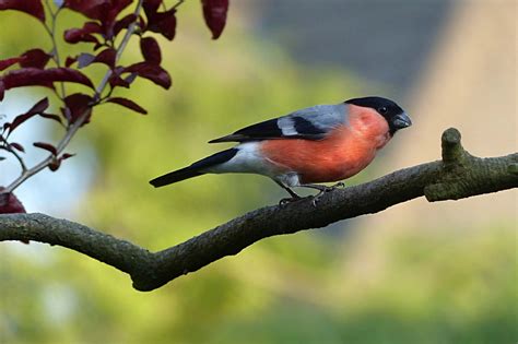 Dyr Fugl Dompap Gratis foto på Pixabay Pixabay