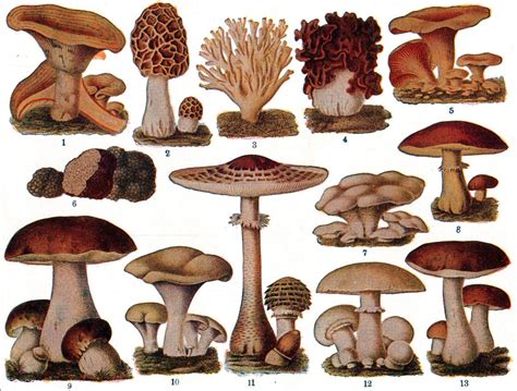 Mushrooms Types Pictures At Mechelle Ryles Blog