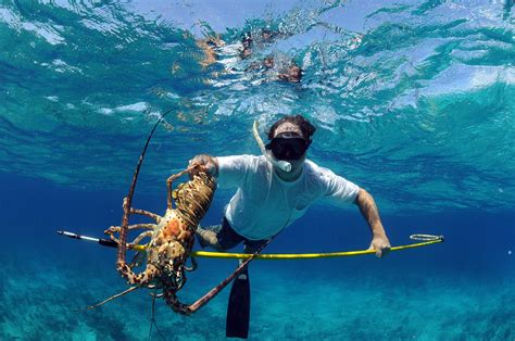Spearfishing For Beginners The Complete Guide