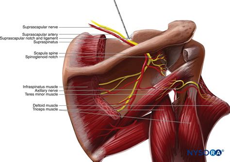 Cutaneous Blocks For The Upper Extremity Landmarks And Nerve