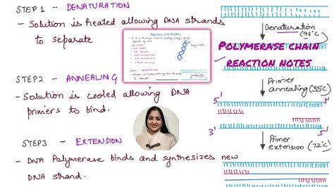 PCR Polymerase Chain Reaction Notes YouTube