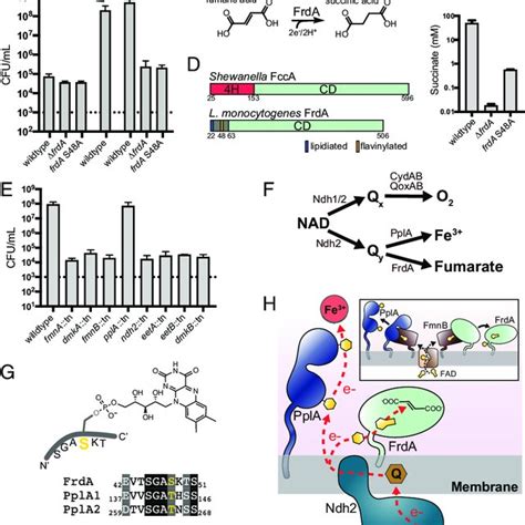 PDF Extracellular Electron Transfer Powers Flavinylated Extracellular