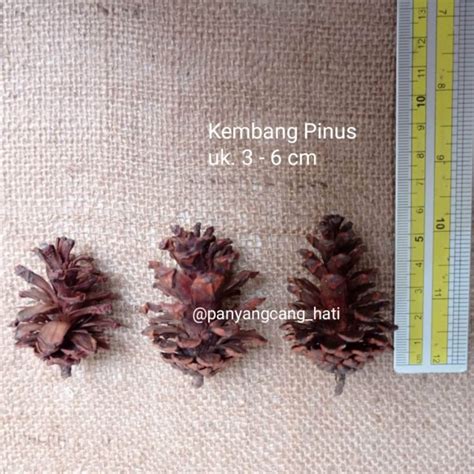 Jual Kembang Biji Pinus Kering Mekar Bunga Pinus Dried Hiasan