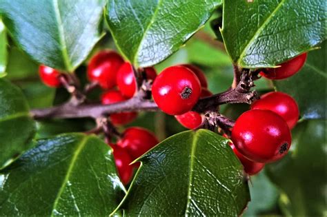 How To Grow And Care For Soft Touch Holly Plantly