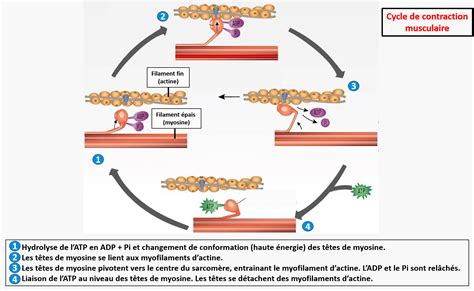 Cellule Musculaire Et Contraction Biologie101