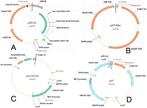Plasmid Vector Multiple Cloning Sequence