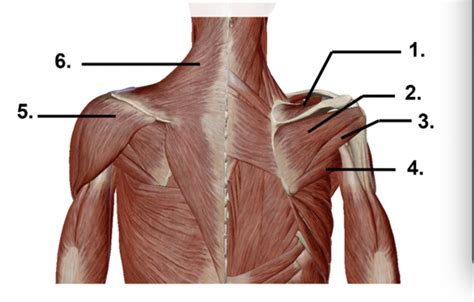 Posterior Chest Muscle Action Diagram Quizlet