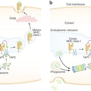 Ctl Mediated Cytotoxicity A Indirect Killing Of Target Cells By