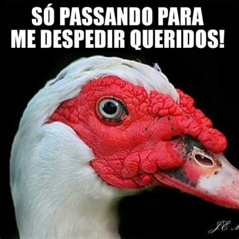 FORA DO SÉRIO Domingo é dia de Pato no Tucupi em Belém