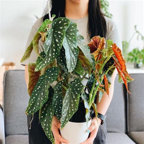 A Complete And Detailed Guide To Polka Dot Begonia Care