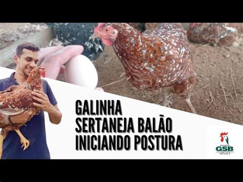 GALINHA SERTANEJA BALÃO MOSTRANDO NOSSO PLANTEL AVES INICIANDO