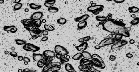 polydisperse multiphase flows in openfoam openfoam