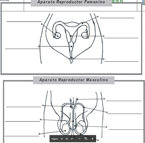 Las Partes Del Aparato Reproductor Femenino