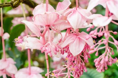 Medinilla wspaniała medinilla magnifica uprawa i pielęgnacja Artofit