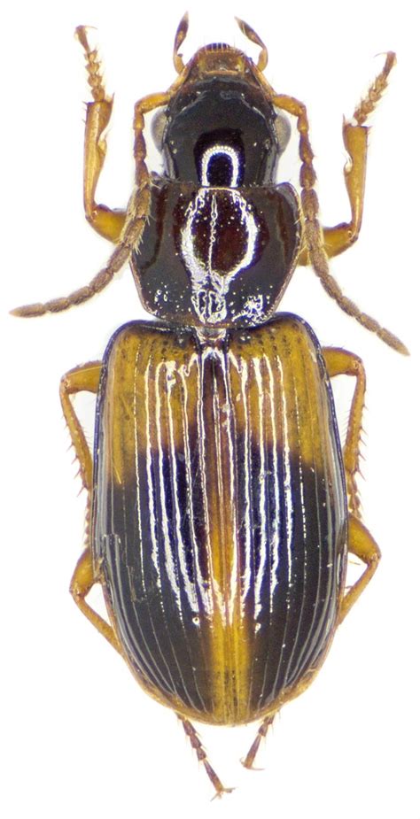 Réf 165030 INSECTA Coleoptera Carabidae Acupalpus Acupalpus