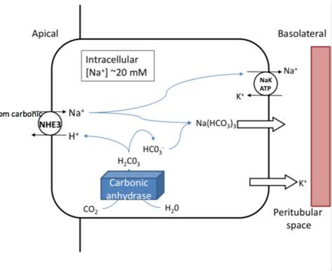 Renal Sodium Transport Flashcards Quizlet