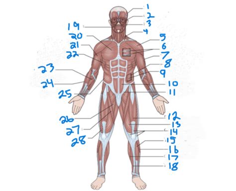 The Muscular System Flashcards Quizlet