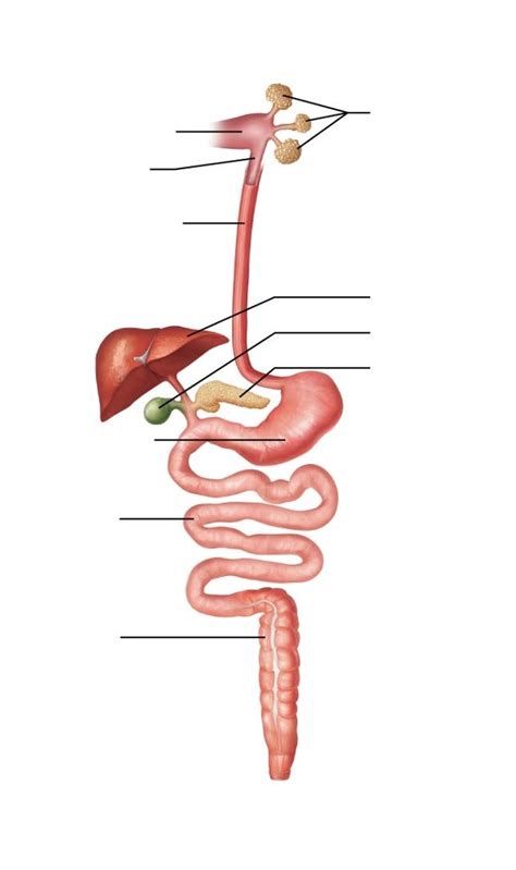 Organs Of The Alimentary Canal Diagram Quizlet