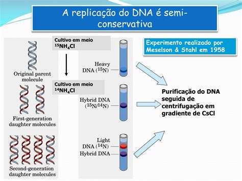 PPT REPLICAÇÃO DE DNA PowerPoint Presentation free download ID 907764