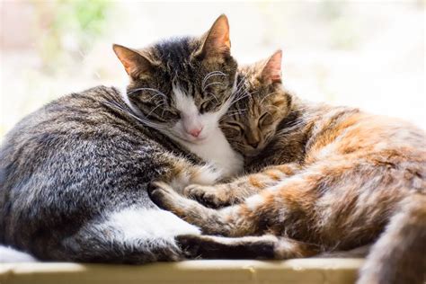 Cómo saber si un gato es macho o hembra Mascota en Línea