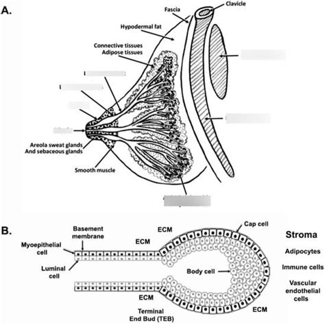 Mammary Gland Diagram Quizlet