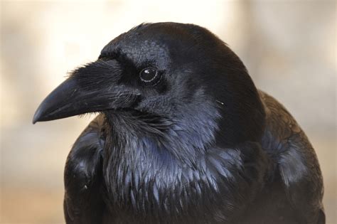 What Do Ravens Symbolize In The Bible Christian Faith Guide