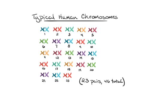Chromosomes Genes And Dna The Biology Of Sex And Death Bio 1220