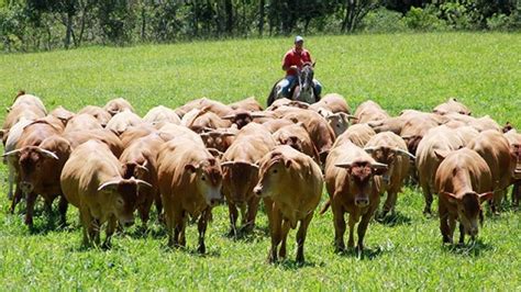 Brasil Suspende A Exporta O De Carne Bovina Para A China Alerta Paran