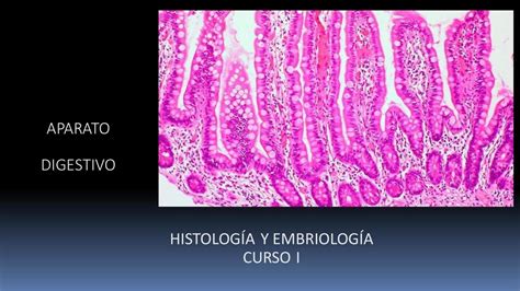 Histolog A Del Aparato Digestivo Histolog A Embriolog A Udocz