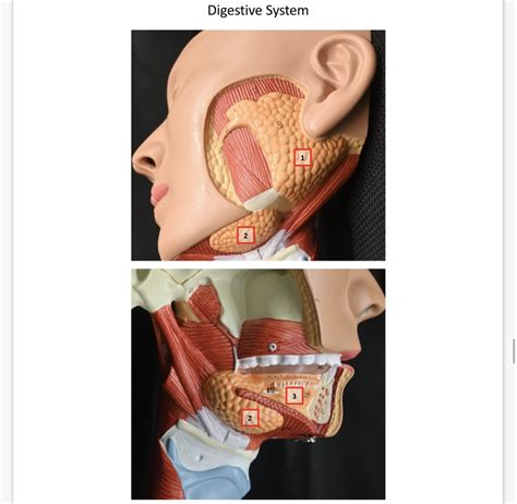 Digestive Diagram Quizlet