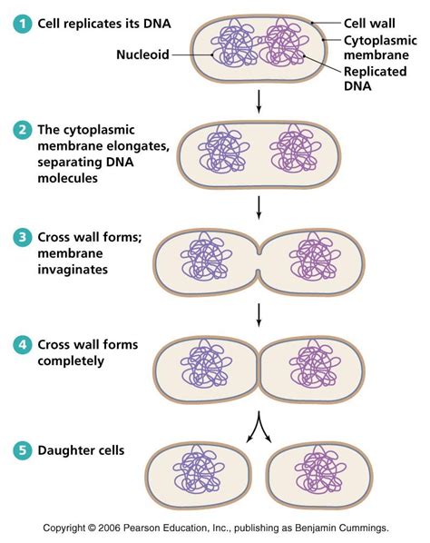 Binary Fission Is The Asexual Reproduction By A Biology Lessons