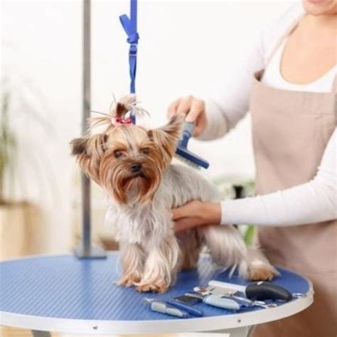 Cómo cortar el pelo a un Yorkshire Terrier Consejos de expertos en
