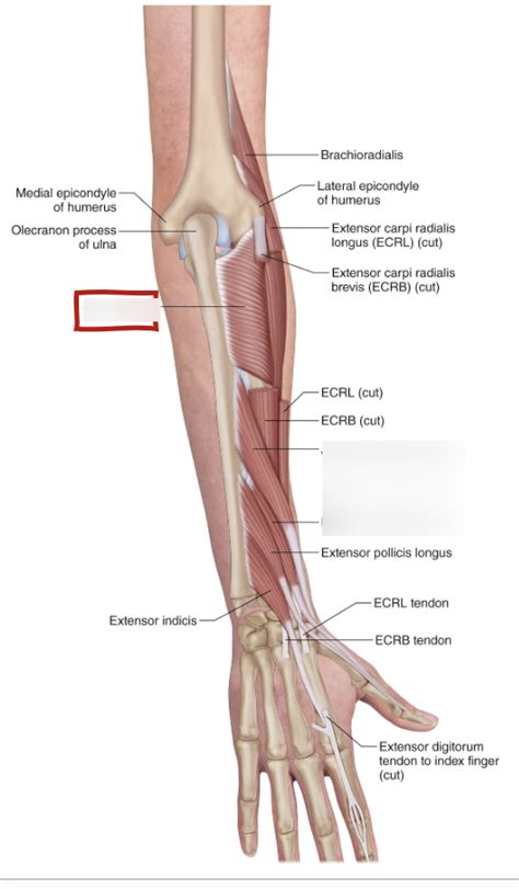 1 Muscles Of The Forearm Posterior Compartment Deep 2 Superficial